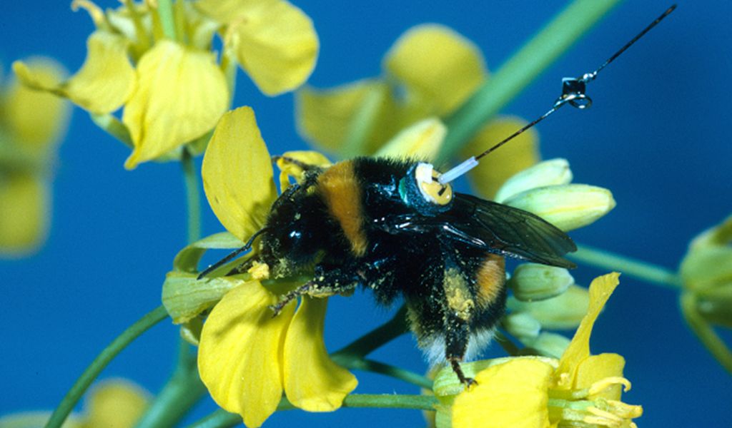 Using Webhooks to find Bees | Pusher blog